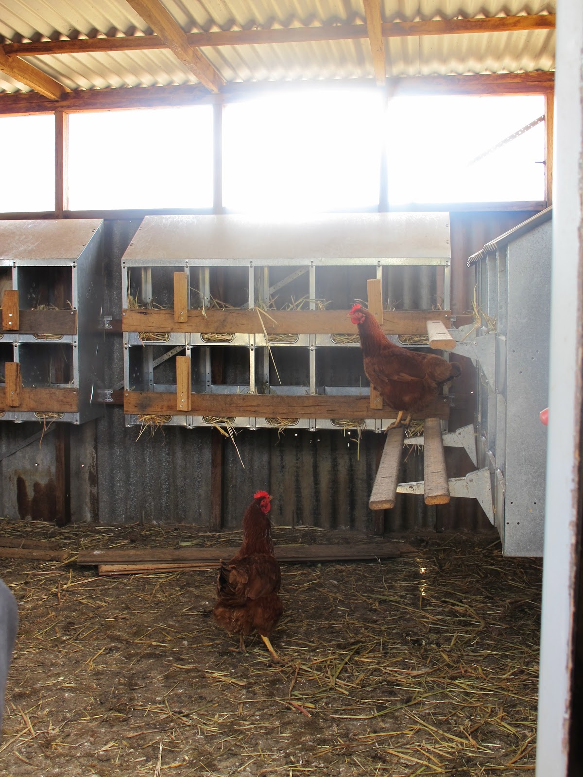eureka feasts: Taranaki Farm Tour with Joel Salatin
