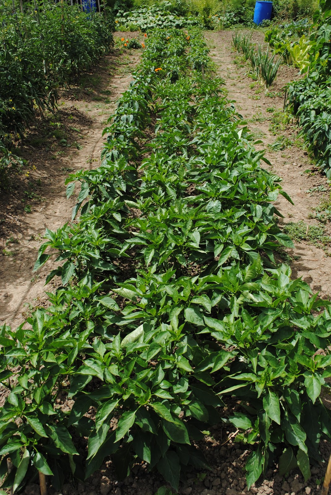 Huerta sostenible: 2016