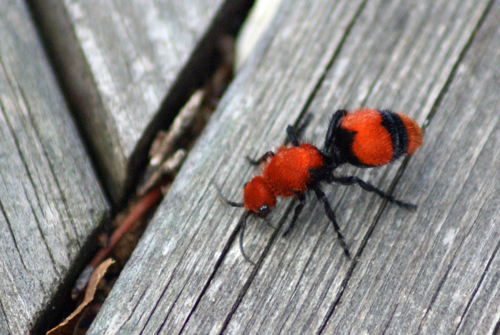 Eeyore's Ramblins: July 2011