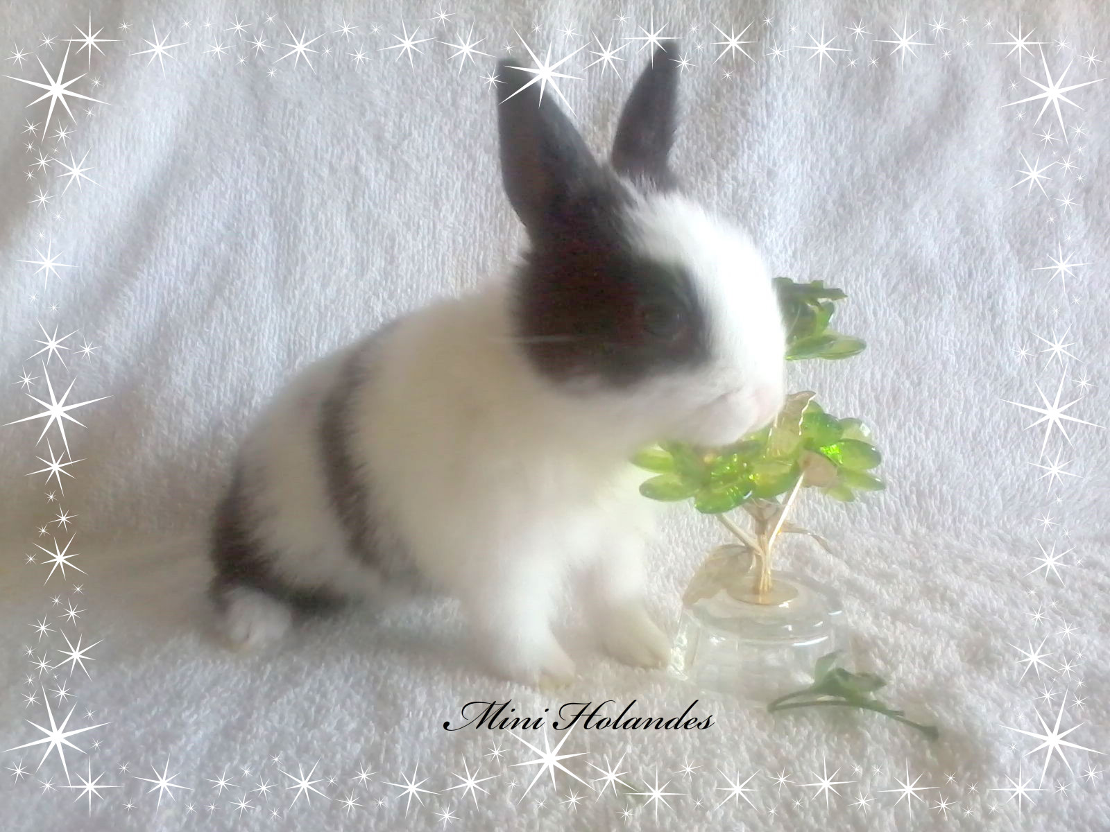 MINI COELHO HOLANDÊS & HOTOT: Compre Um Mini Holandês e Hotot