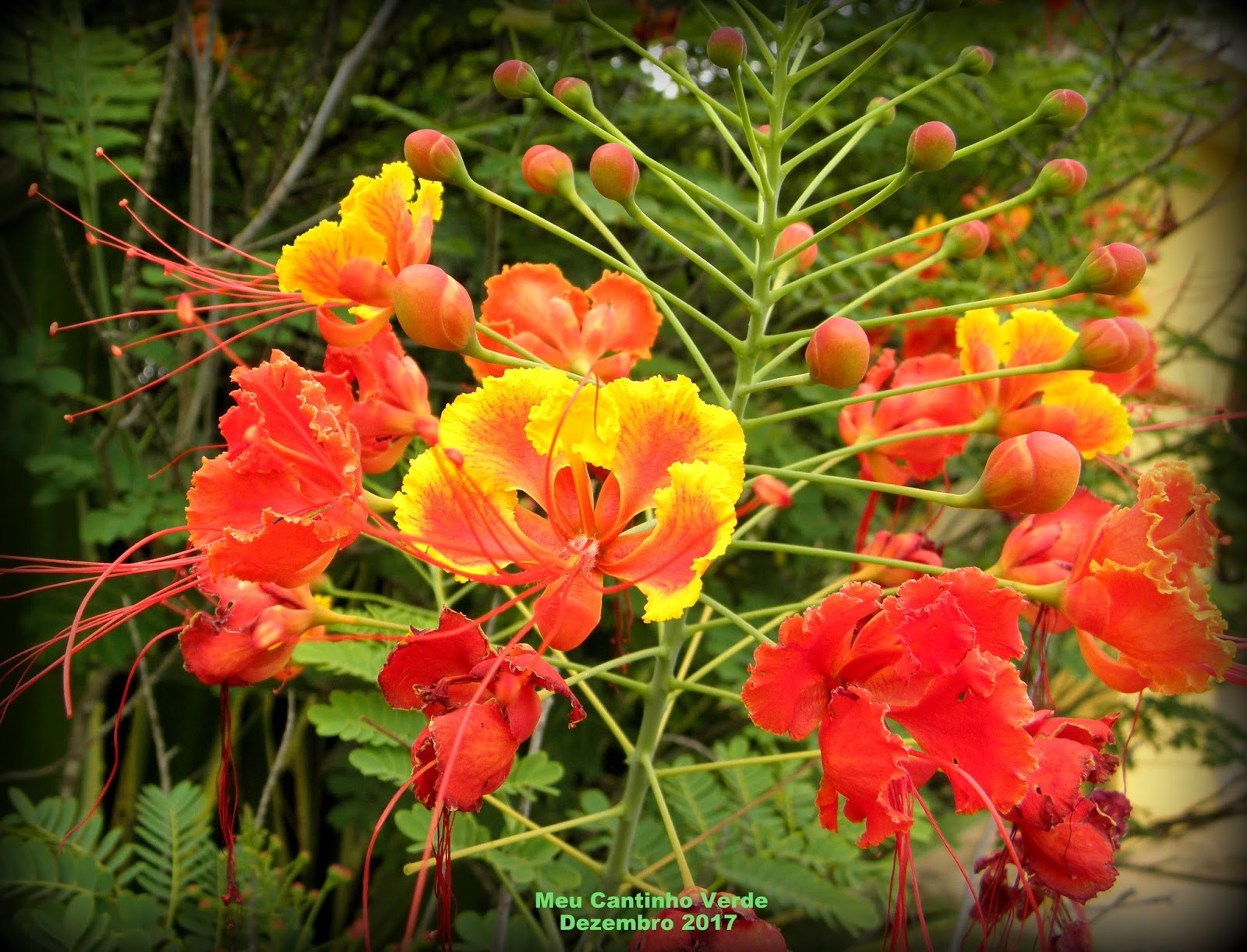 Meu Cantinho Verde: FLAMBOYANZINHO - ( Caesalpinia pulcherrima )