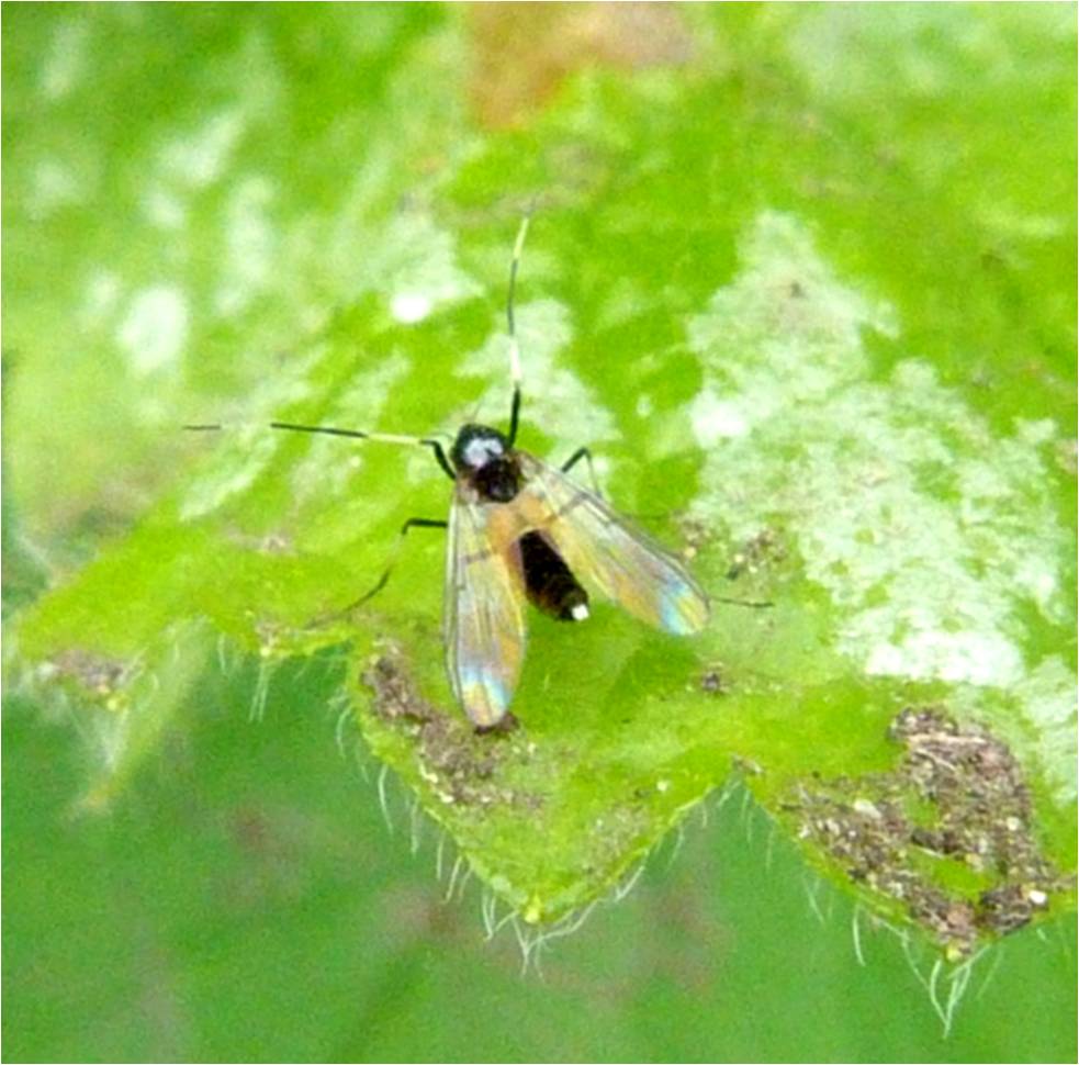 Insects of Scotland: Mosquitoes/Midges/Horseflies