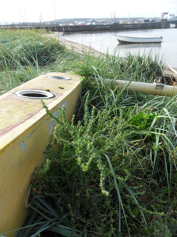Wild Flowers of Wexford: Atriplex littoralis x Atriplex longipes new to ...