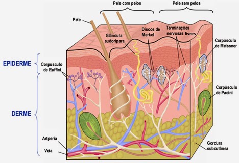 Sistema sensorial ~ LINK ORIGINS