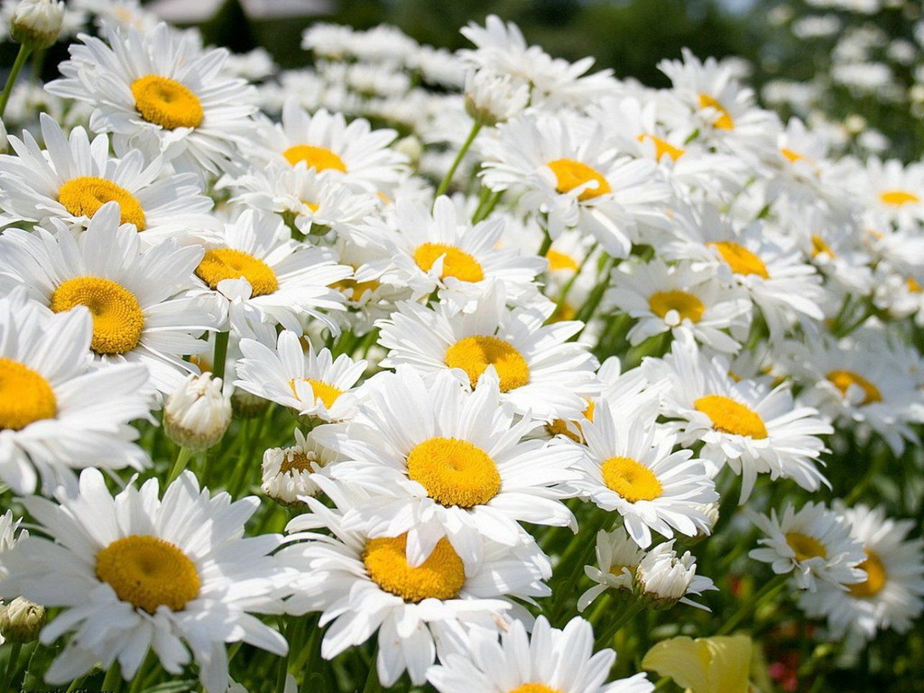 Science Class 5EP Daisy Flower science-class-5ep-daisy-flower