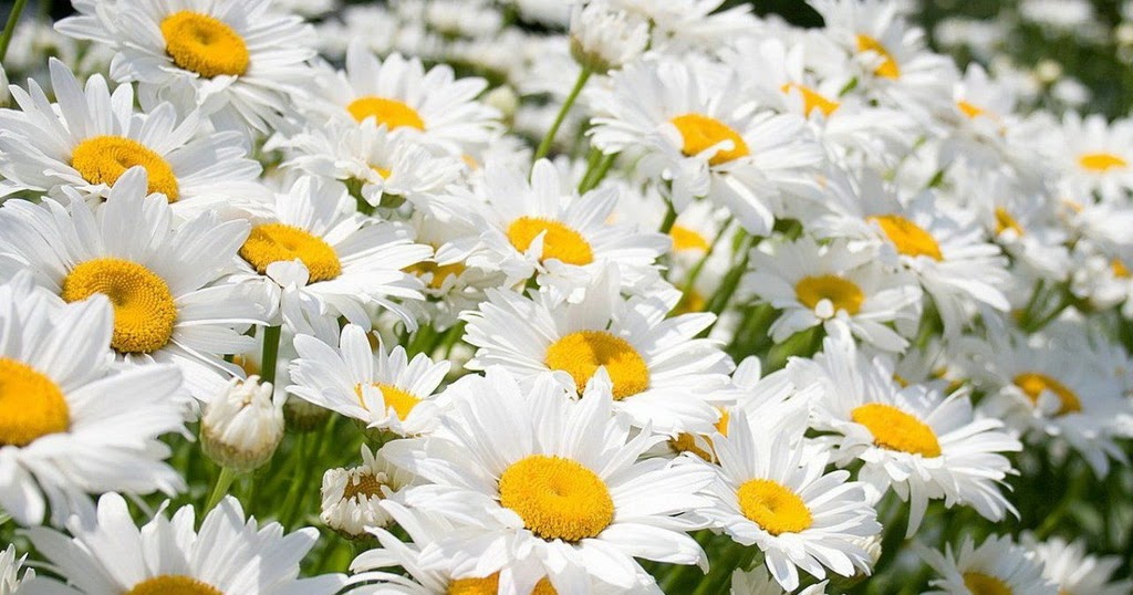 Science Class 5EP: Daisy flower