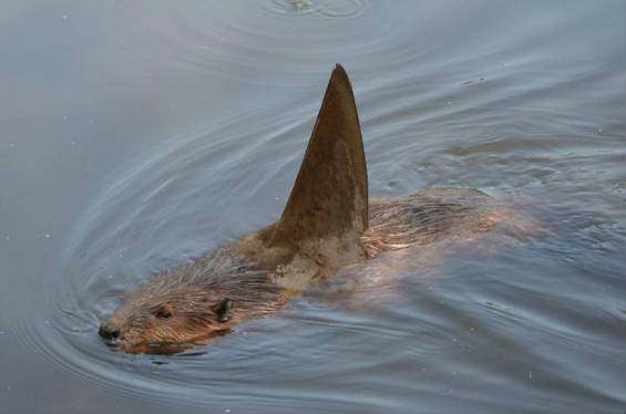 9 Legendary Monsters of North America: Part Three | Mental Floss