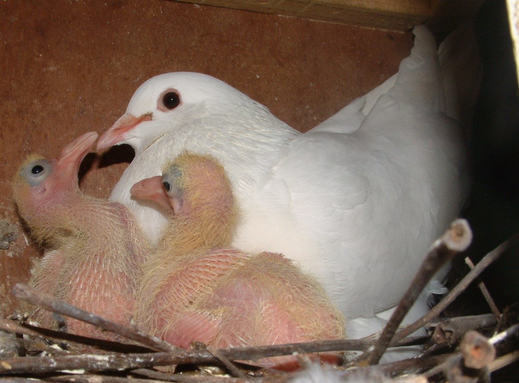 My Doves: Babies get bigger, and more hawk strikes