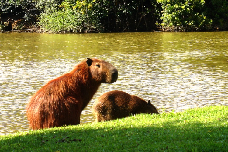 animales contentos: El capibara