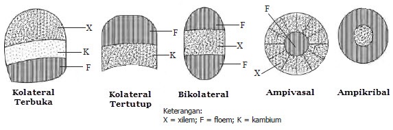 BIOLOGI GONZAGA: TRY OUT JARINGAN TUMBUHAN XI