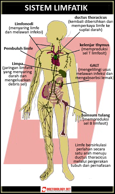 Hadijah Menulis: KELENJAR LIMFE