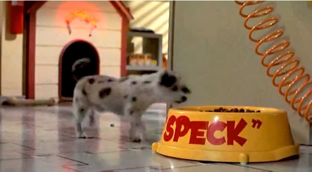 How We Unintentionally Became the Owners of a Little Dog Named Speck