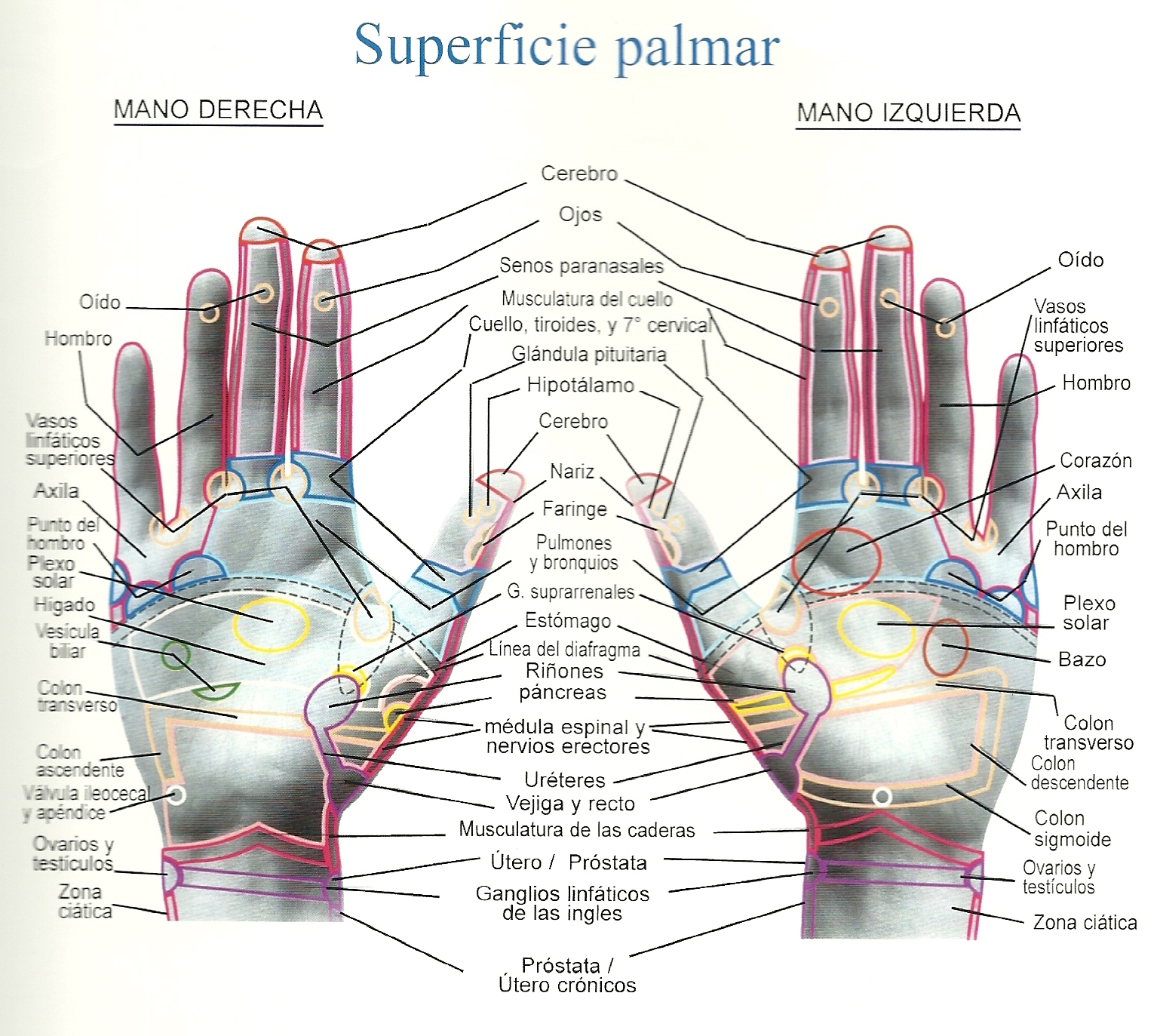 Imágenes, Infografias, láminas.....sobre Reflexologia