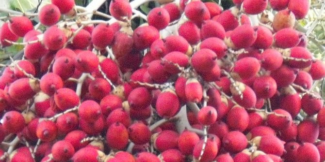 5 Tanaman Penangkal Teluh atau Santet