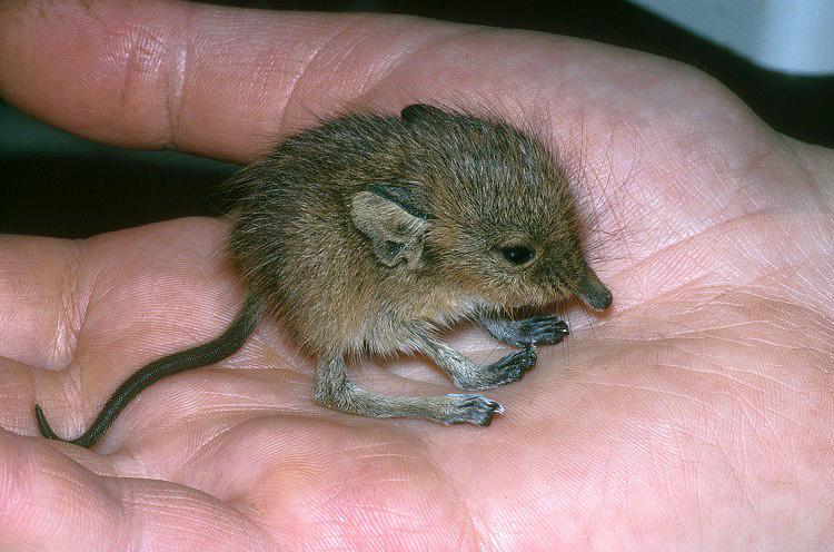 Musaraña elefante (Macroscelidea)