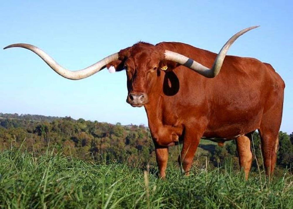 walking distance & et cetera -: Animals