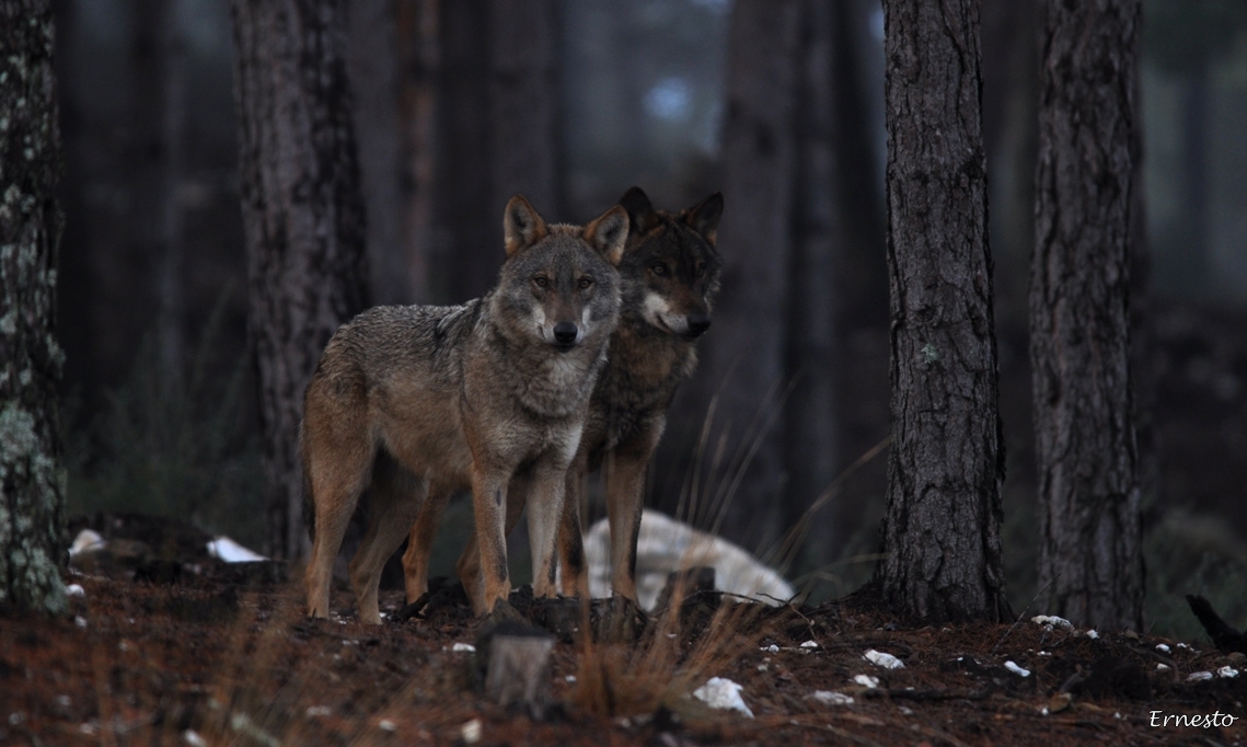 naturaleza diminuta: EL LOBO