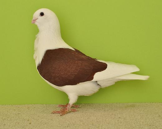 Aachen Lacquer Shield Owl | BD PIGEONS