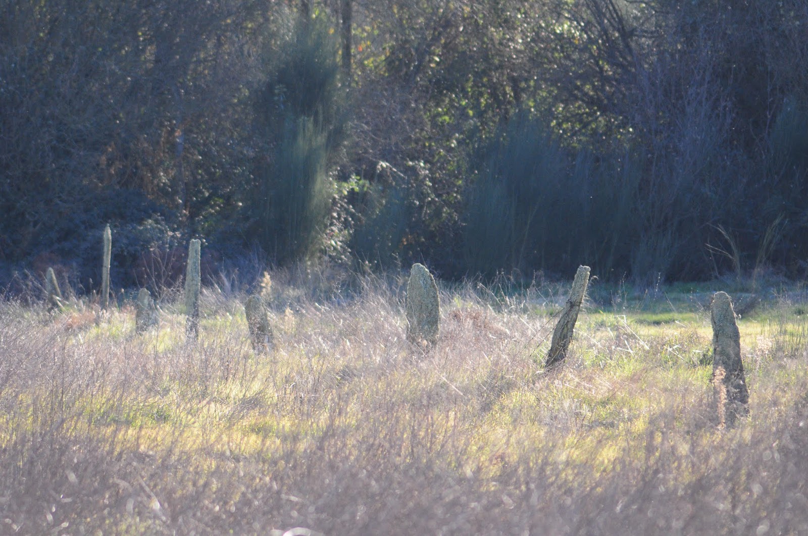 Verín Natural: Censo ibérico de Aguia peixeira invernante 2019