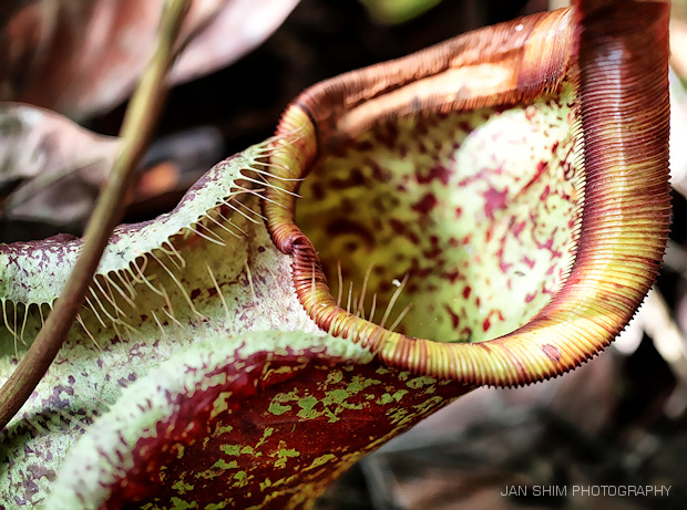 Kate Campbell's Word Garden: Carnivorous Plants -- Find out what's for ...