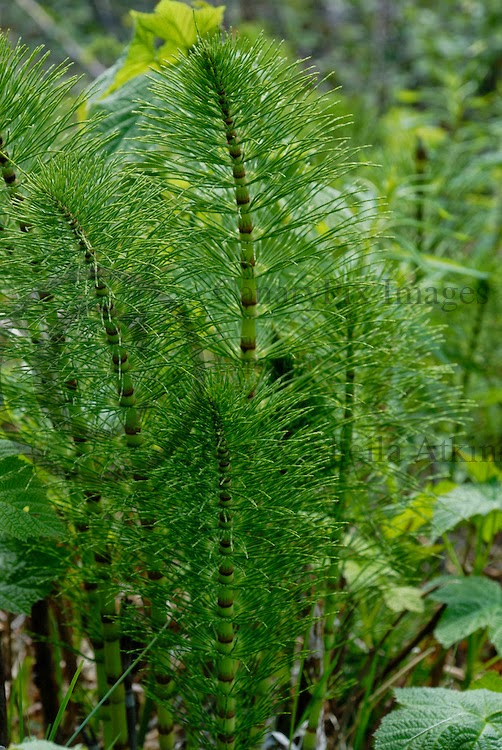 Preslica, poljska preslica, rastavić (equisetum arvence l) - Prirodno ...