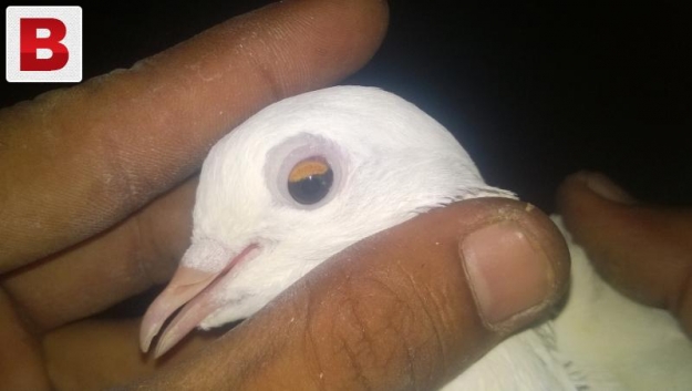 The connection of pigeon eye signs with breeding and flying abilities