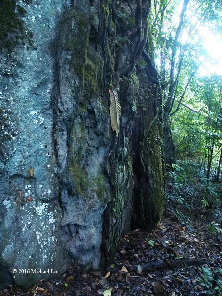 The rainforests of Borneo & Southeast Asia: Limestone forest & jungle ...