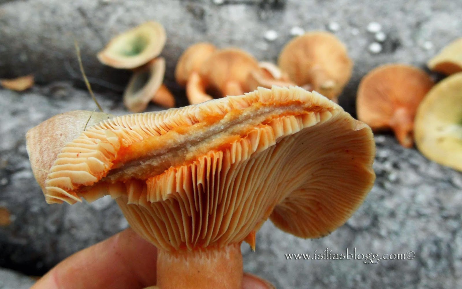 Isilias Blogg: Matriskene er trestjernes matsopp og finnes under gran ...