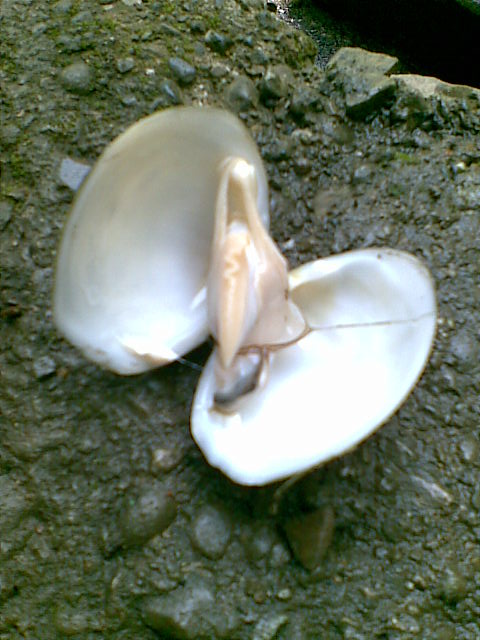 Bannagaw: Ay, Naimas a Talaga ti Kaggo!