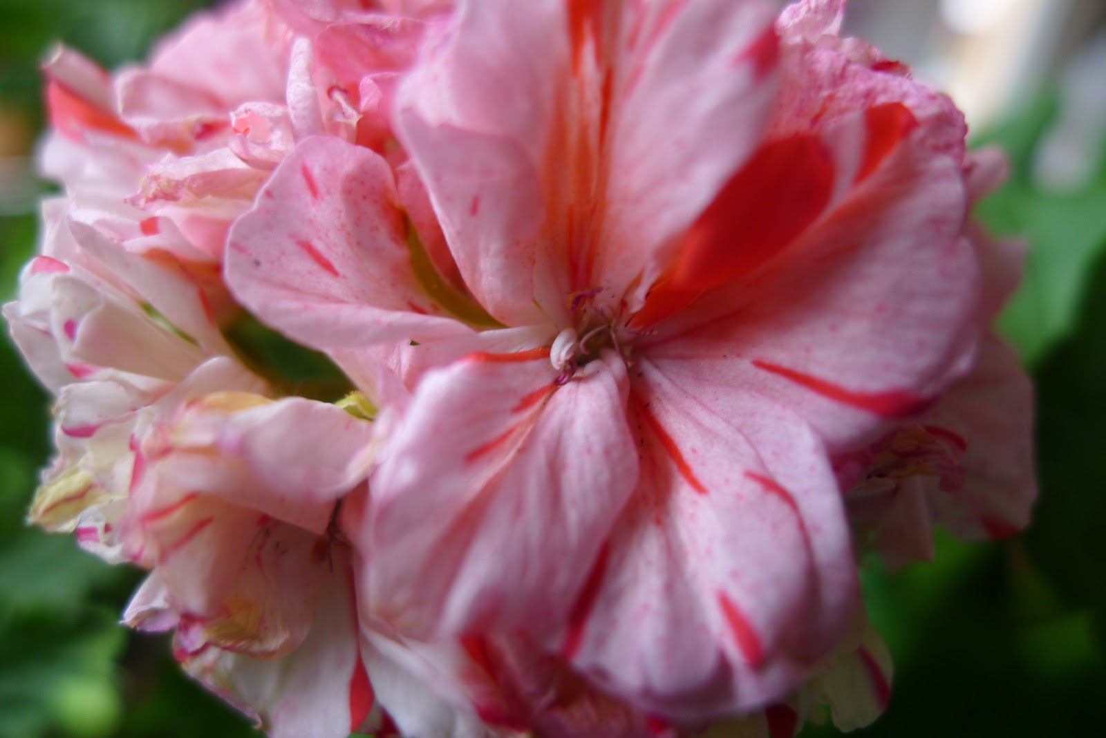 Dalkullans Trädgård: Nya pelargoner