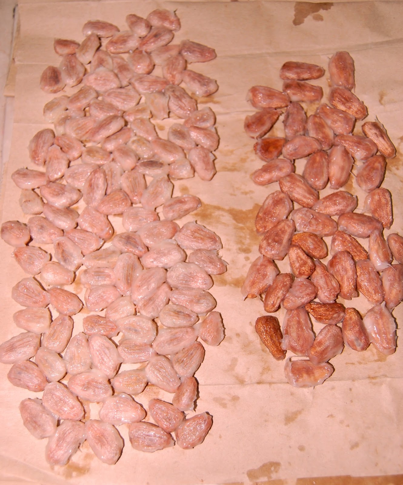 Pinoy Chocophile: Fermenting cacao at home