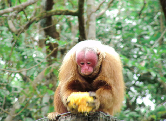 Red Uakari | The Biggest Animals Kingdom