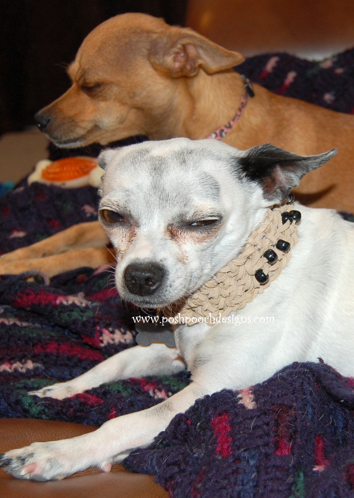 Posh Pooch Designs : Suede Lace Dog Collar Crochet Pattern