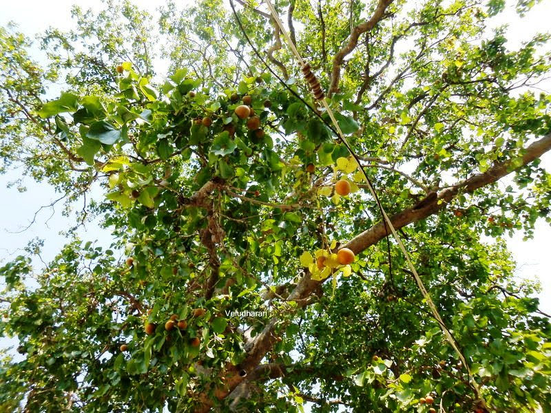 VELUDHARAN TEMPLES VISIT : Heri Stones / Nadukal / Veerakallu /செங்கம் ...