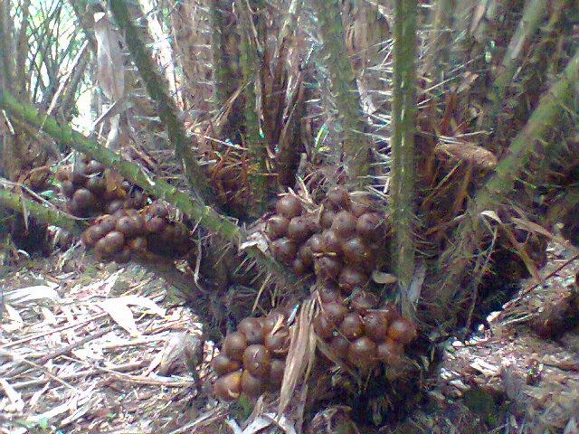 Memahami Tata Cara Berkebun: cara budidaya salak (Salacca zalacca)