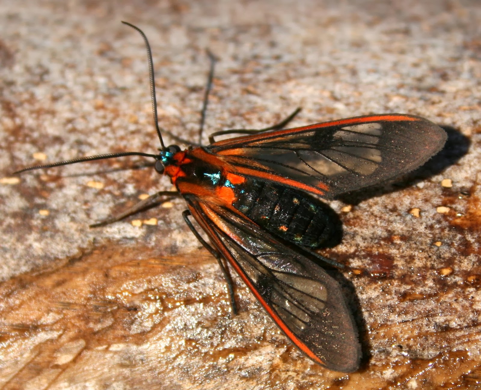 South Englishtown Gazette: Wasp Mimic Moth - Cosmosoma sp.