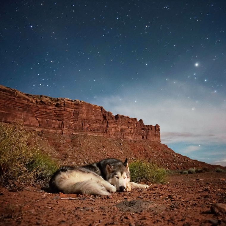 White Wolf : Meet Loki The Wolf Dog That Loves Being Wild And Free