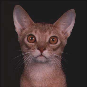 Encyclopedia of Cats Breed: Fawn Abyssinian Cat