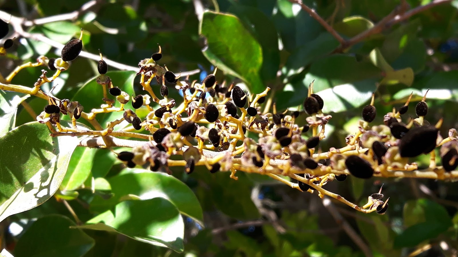 The Flowering plants - Leguminosae - Fabaceae: Dialioideae
