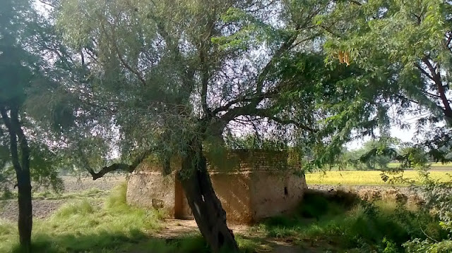 Go Danabad: The Jand Tree