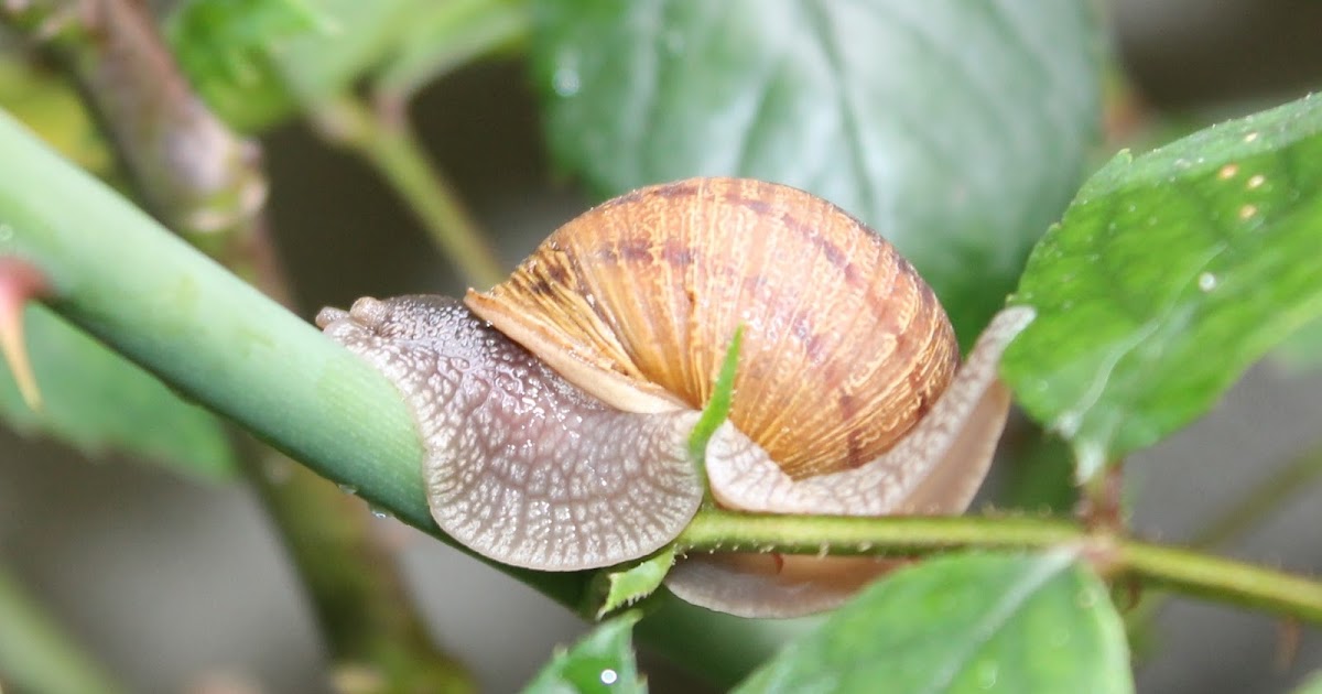 Our Garden Journal: RAIN + SPRING = SNAILS