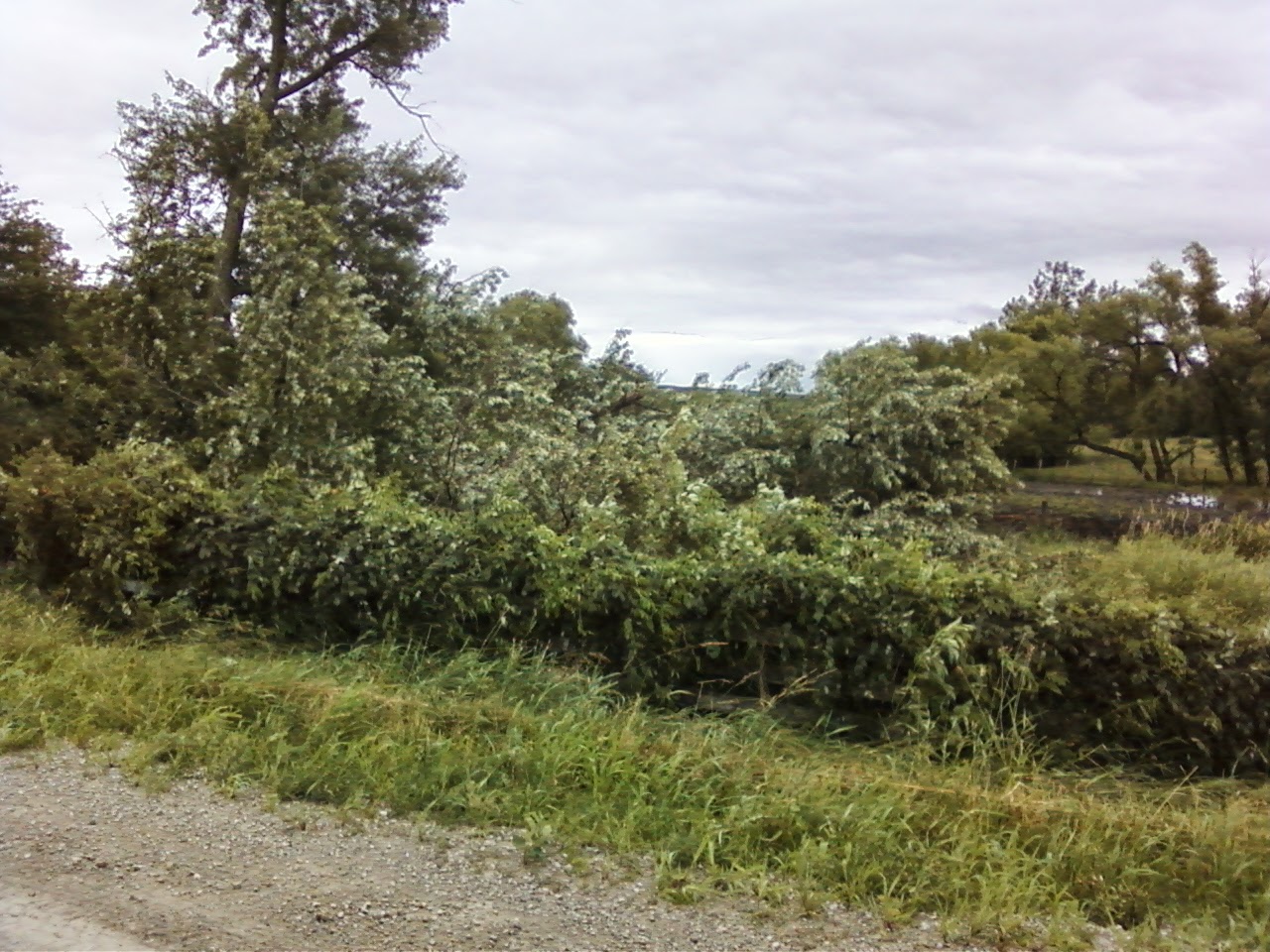 Pine View Angus Farms