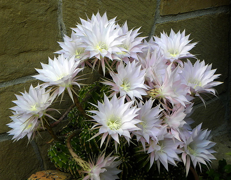 Foto-Natura-Huesca: CACTUS ERIZO Echinopsis Joseph Gerhard Zuccarini ...