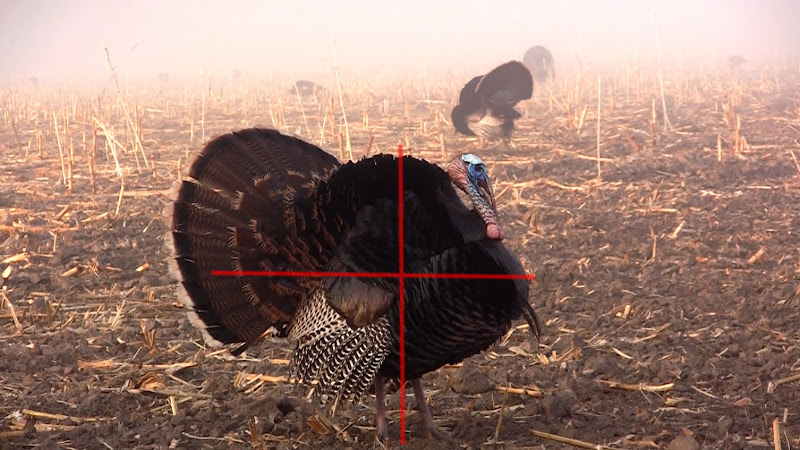 RMSGear Blog: Turkey Videos and Shot Placement Commentary