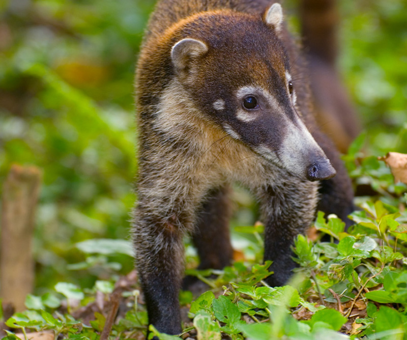 Coati | The Life of Animals
