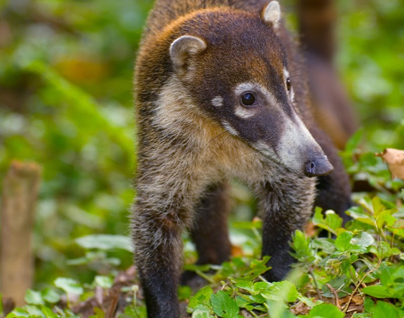 Coati | The Life of Animals