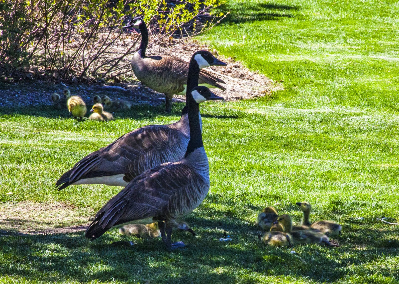 Walking Arizona: Spring Goslings