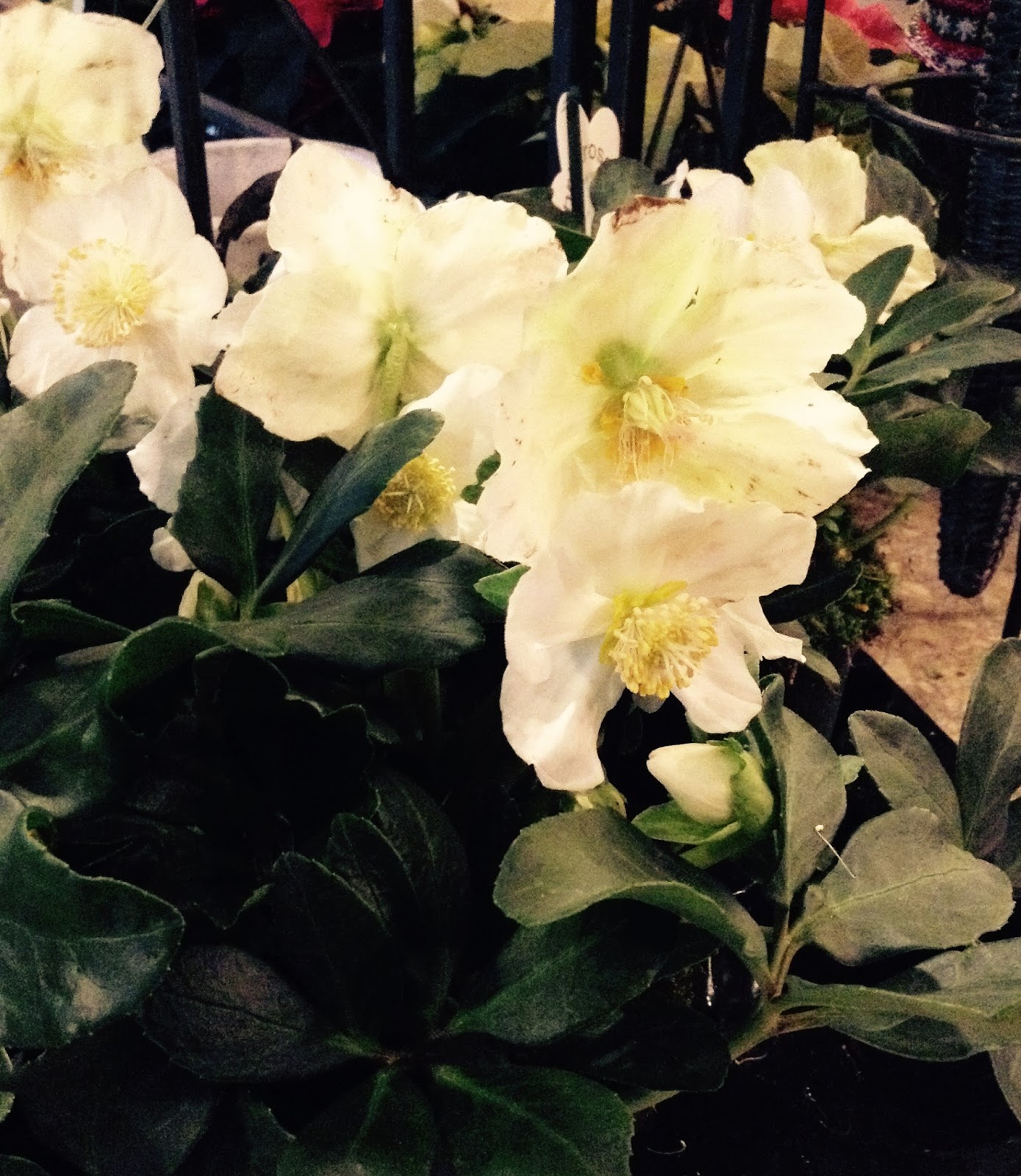 Visit Kristiinankaupunki - Visit Kristinestad: Julens blommor