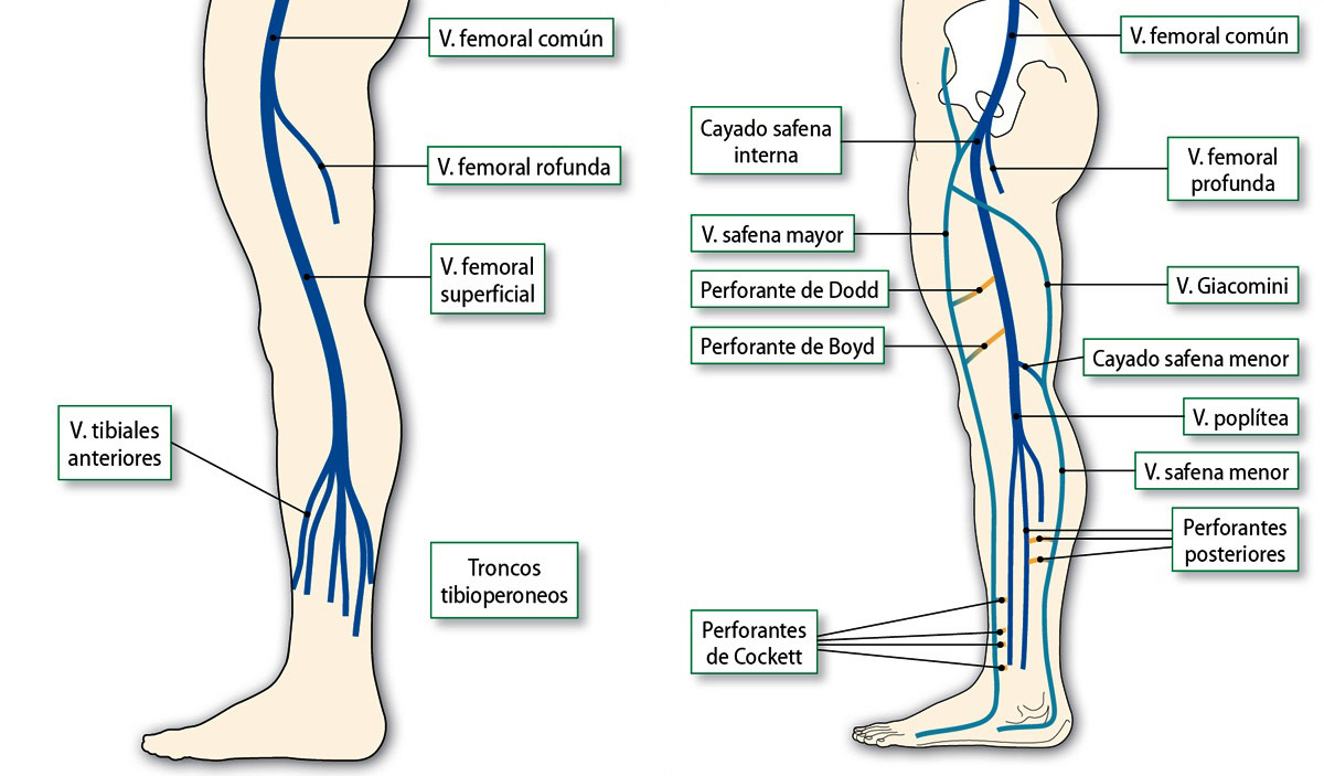 El esfenoides: Sistema venoso de extremidades inferiores.