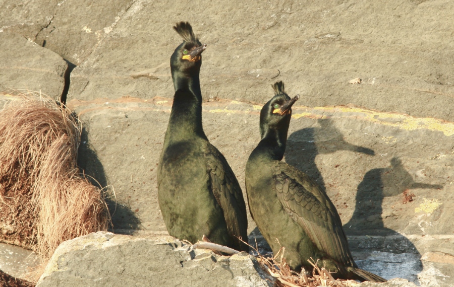 Pehmyt piirto: Hornoyan karimetsot